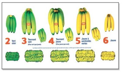 MÛRISSERIE DE BANANES - LION D'OR SA : Fruits & Légumes - Mûrisserie de ...